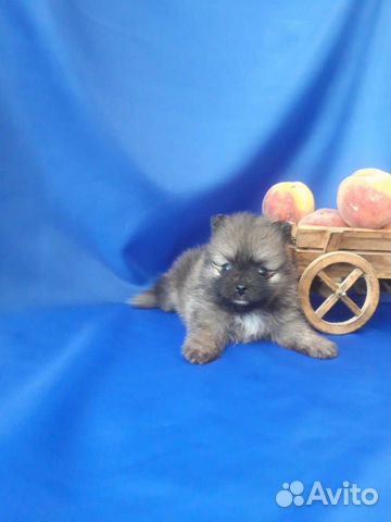 Малыш Шпицулька