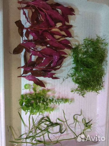 Аквариумные растения прополка