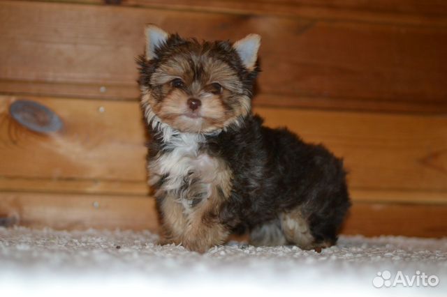 Девочка Куколка