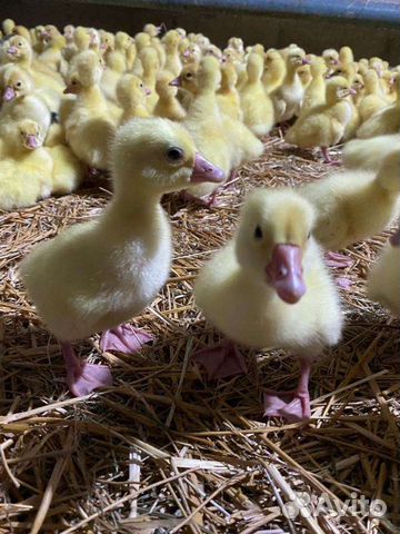 Гусята,индюшата