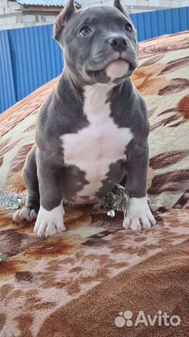 Американский буль