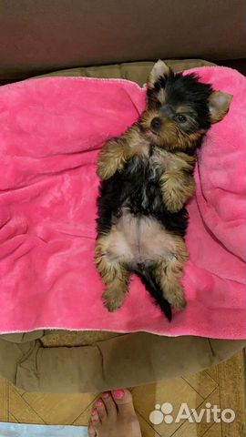 Йоркширский терьер щенки девочки mini Мальчик