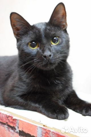 Очаровательный котик Тима 1 год