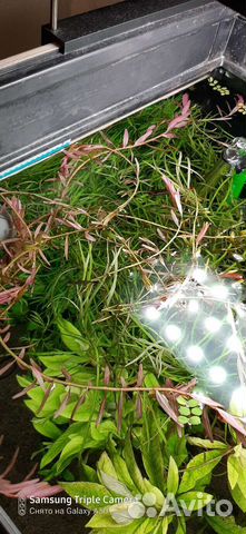 Прополка аквариумная, Ротала Indica