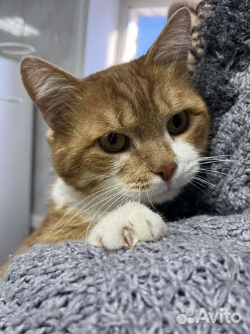 Кот Рыжик в поисках дома