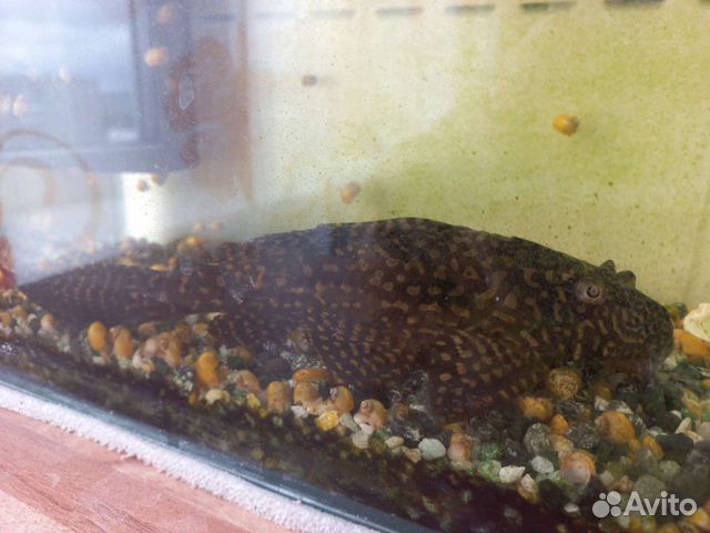 Аквариумные рыбки