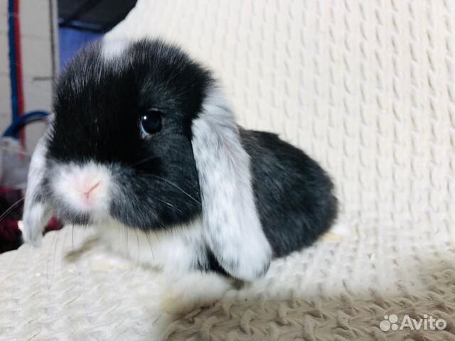 Карликовый вислоухий кролик мини