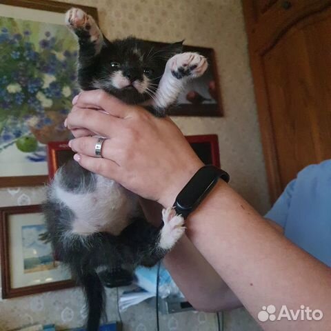 Котенок Кошка
