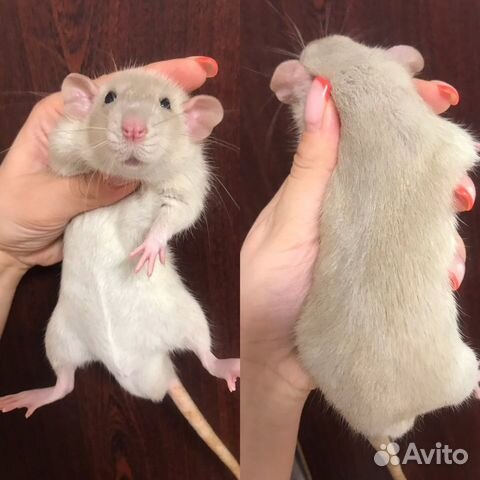 Крыса дамбо мальчик