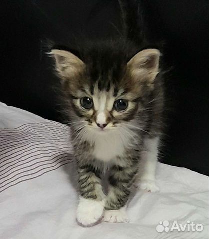 Котенок на ладошке