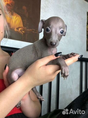 Щенок левретки