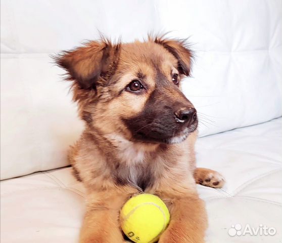 Щенок в добрые руки