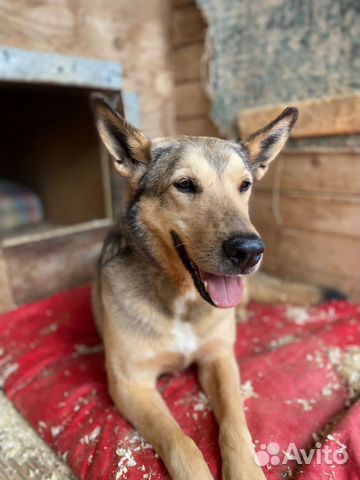 Нежная и умная собака Гретта ищет дом