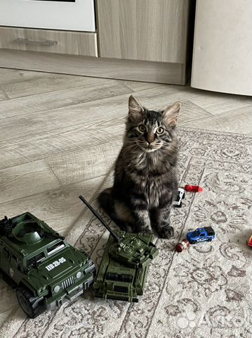 Курильский бобтейл котята
