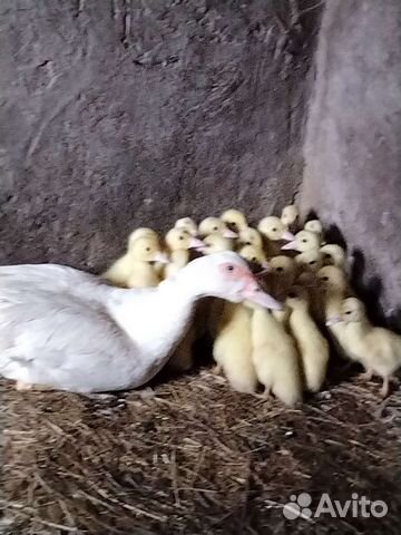 Индоутята(Мускусные утята)