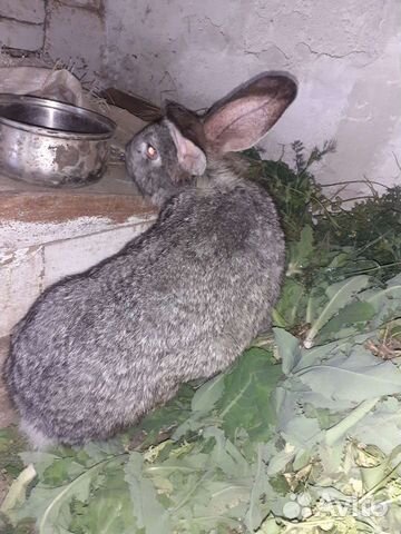 Кролики,самцы и самки