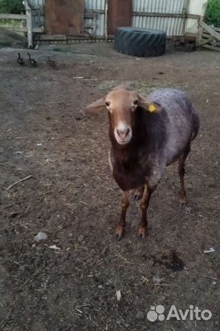 Бараны гисары