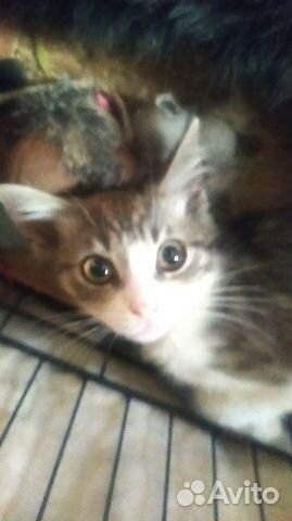 Котята бесплатно