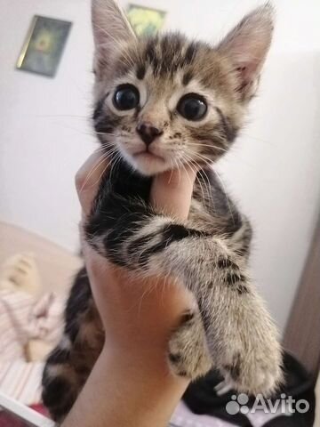 Бенгальская кошка
