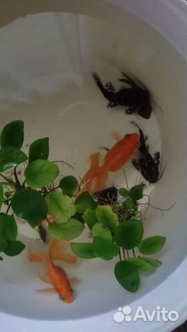 Вуалехвост и сомики