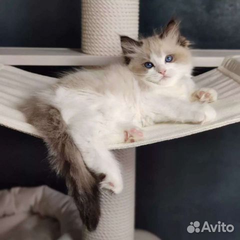 Lily, в разведение, шоу, родословная