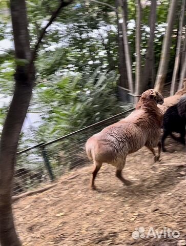 Баран гисарской породы