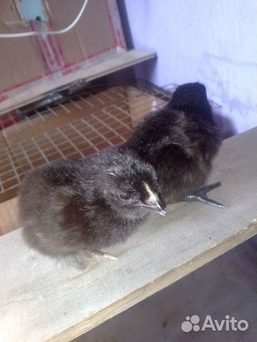 Цыплята несушек