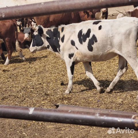 Телки стельные