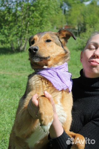 Робкому псу сложно выживать в приюте