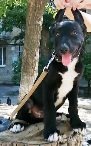 Щенок в добрые руки