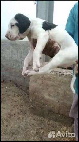 Булли кутта (Пакистанский мастиф)