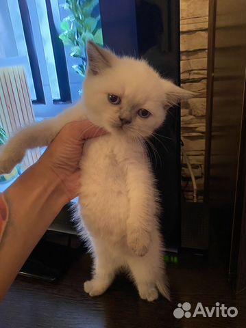 Котенок девочка