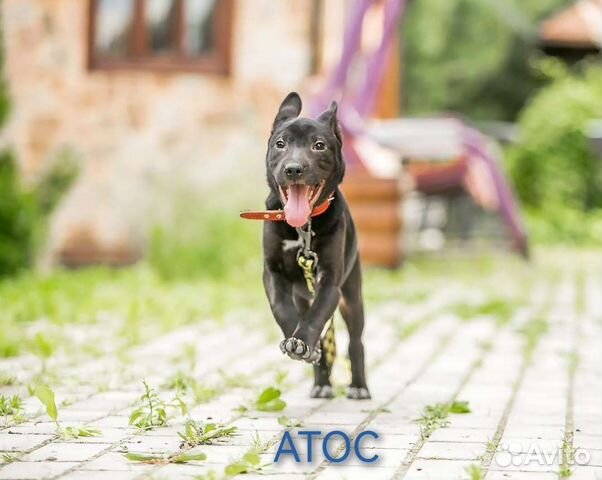 Щенки бесплатно в добрые руки