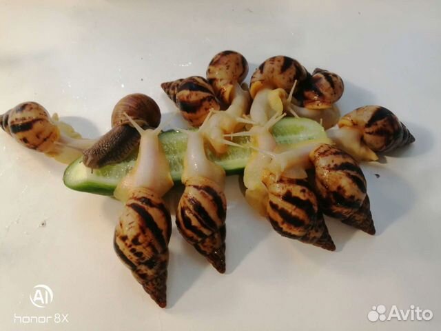 Улитки ахатины большие