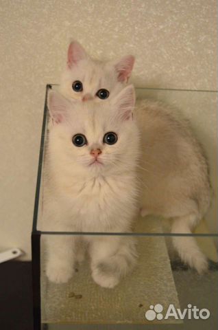 Шиншилловые котята