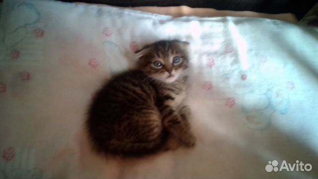 Котята британцы 50/50