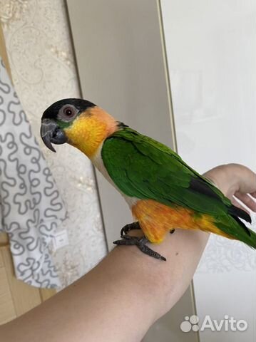 Черноголовый белобрюхий каик