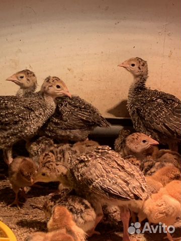 Индюшата бронзовые