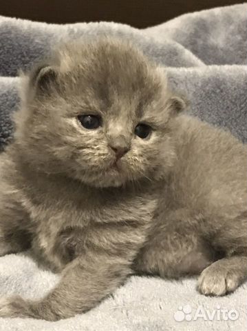 Шотландские прямоухие котята