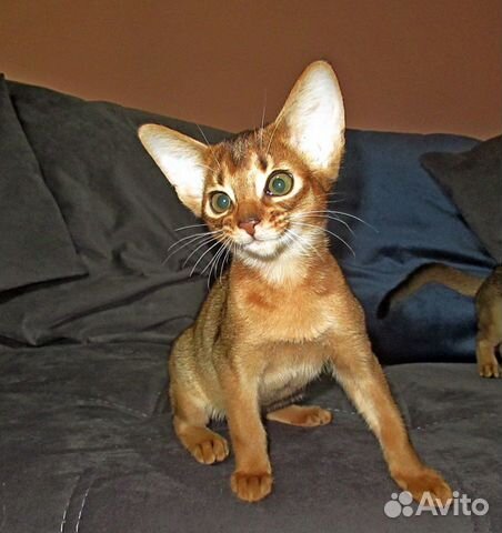 Абиссинские красотки в новую семью