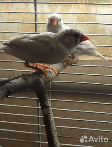 Зебровые амадины