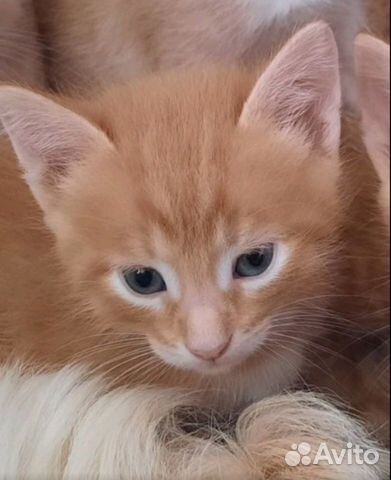 Котёнок (Девочка)
