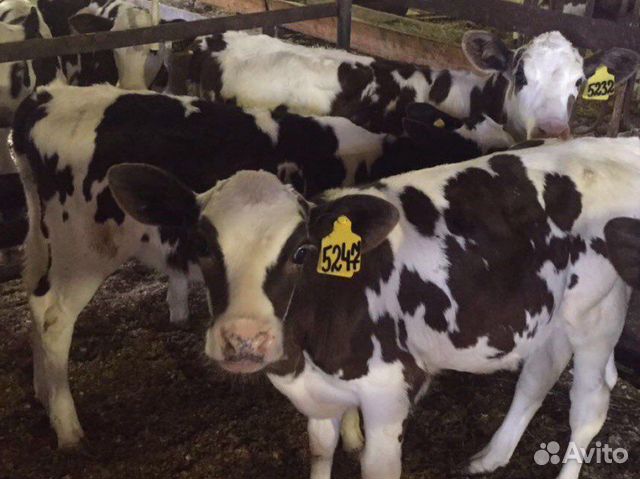 Бычки телята