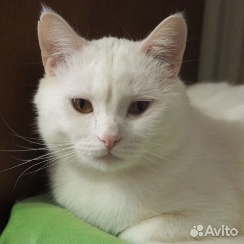 Кот Моня