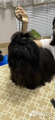 Собака