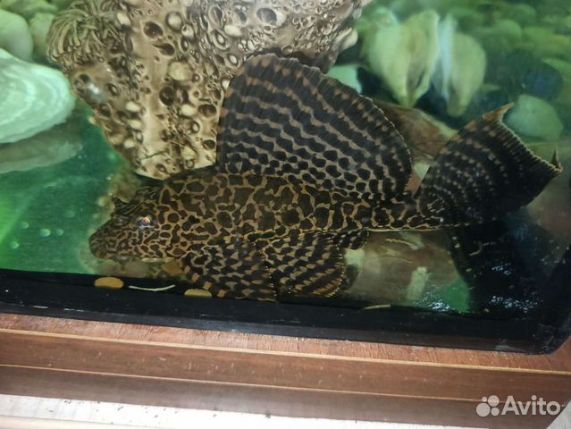 Парчовый птеригоплихт