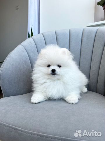 Шпиц белый мальчик