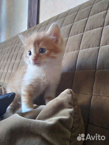 Очаровательный котенок