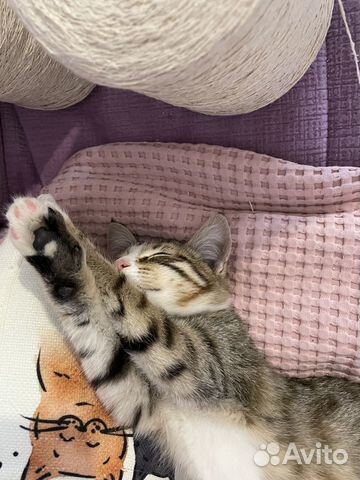 Тигра в поисках дома