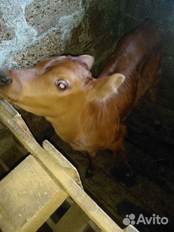 Продается двухнедельный бычок